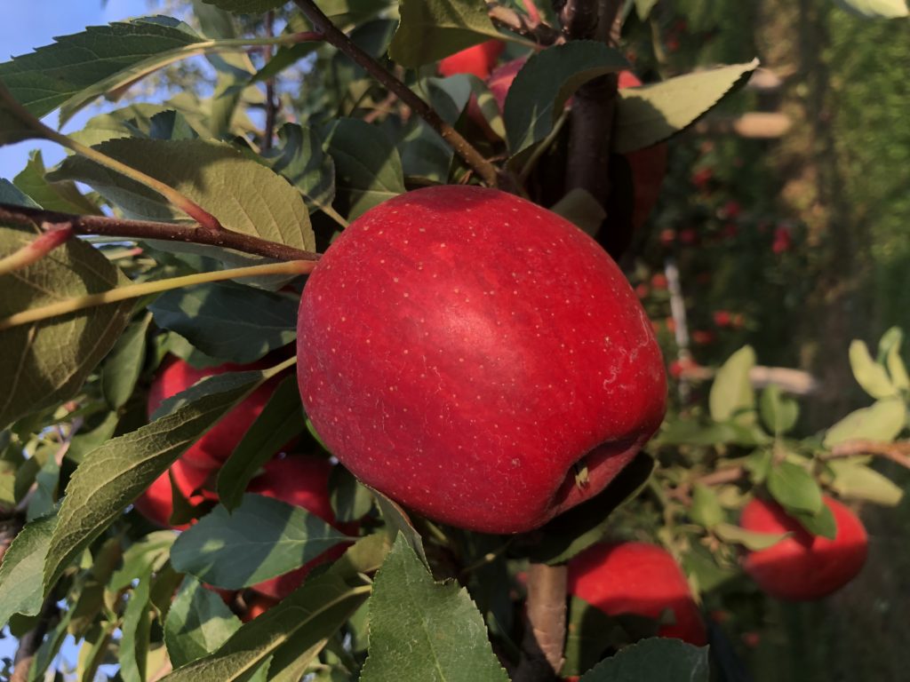 Apple Picking - Fun Fall