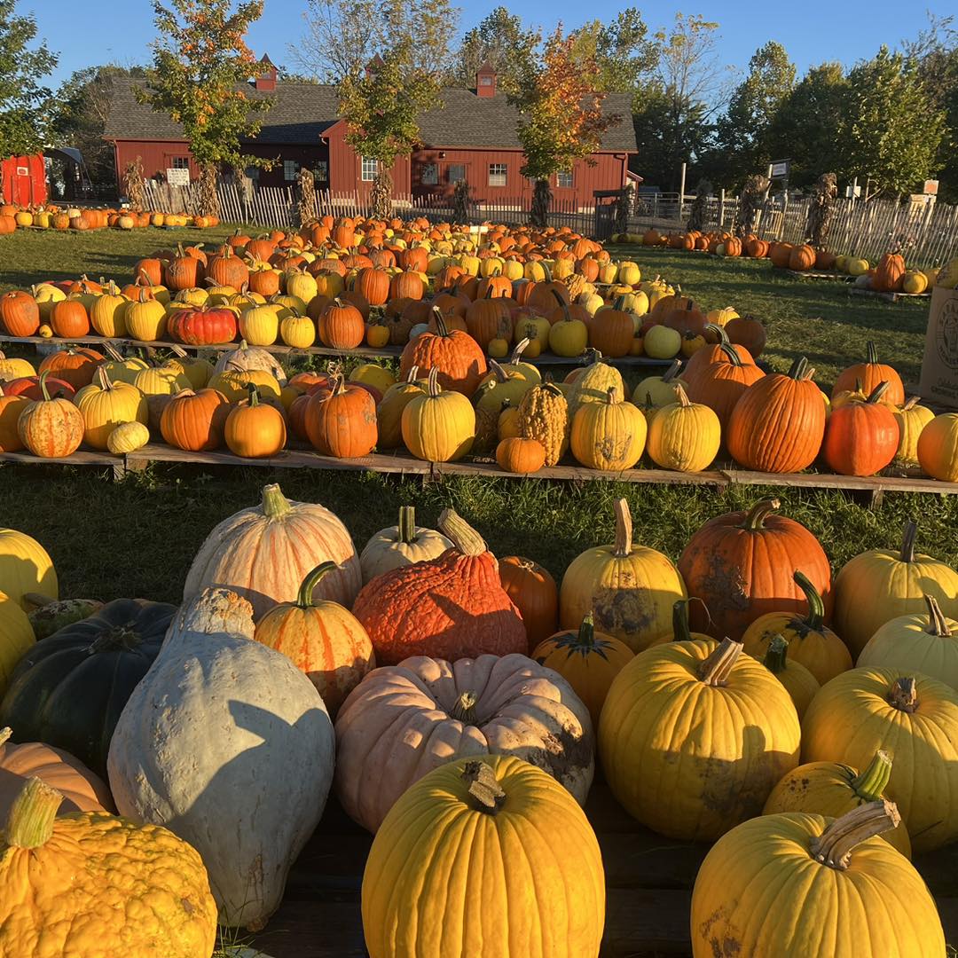 Pumpkin Palooza - From Patch to Pint: A Fall Festival Feast - Fresh ...