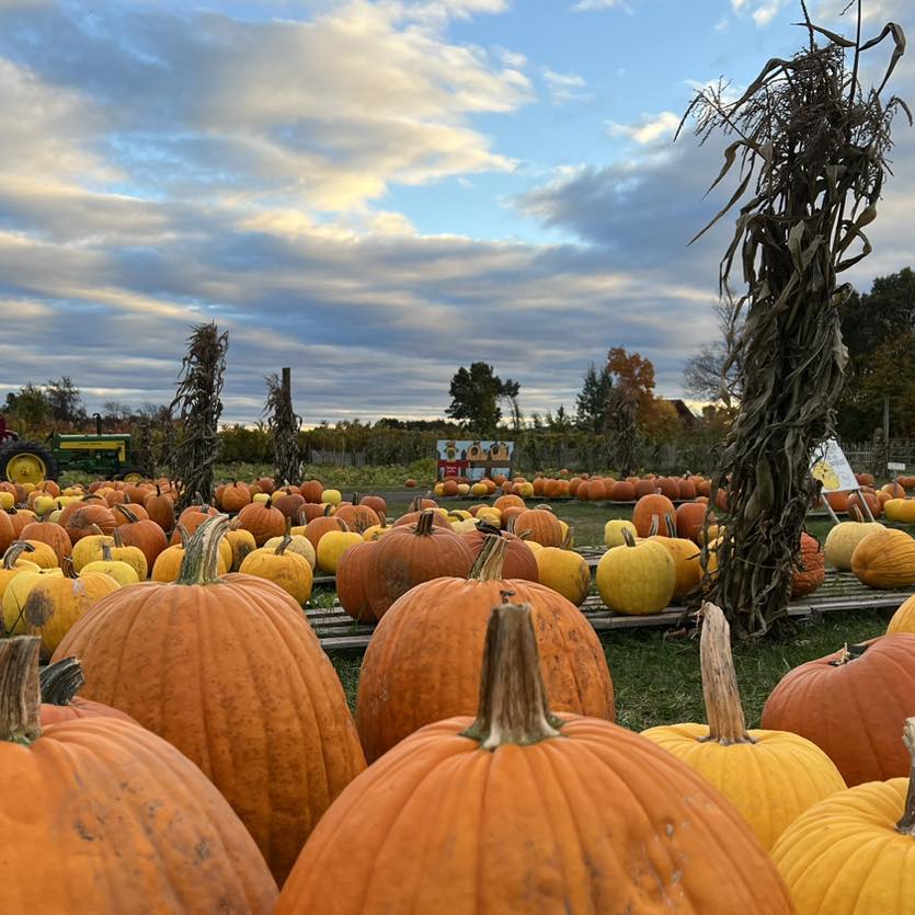Pumpkin Palooza - From Patch to Pint: A Fall Festival Feast - Fresh ...